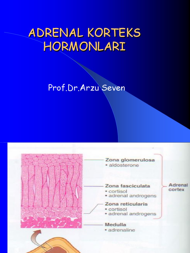 Adrenal Korteks