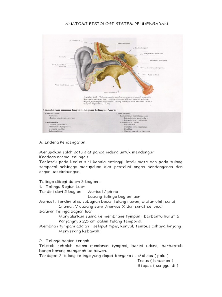 Anatomi Fisiologi Sistem Pendengaran | PDF