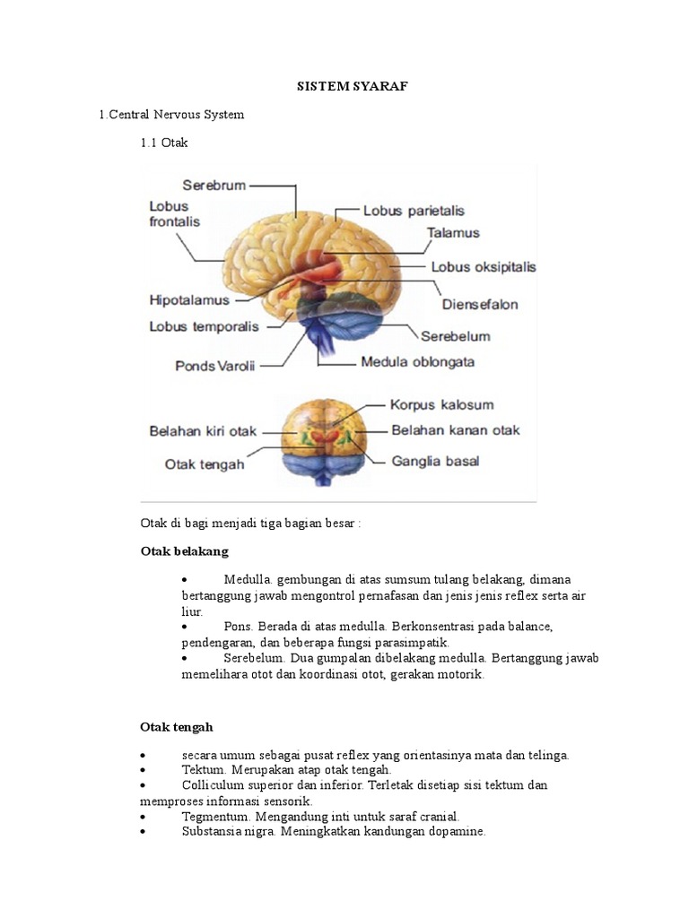 Sistem Saraf Dan Neurotransmitter | PDF