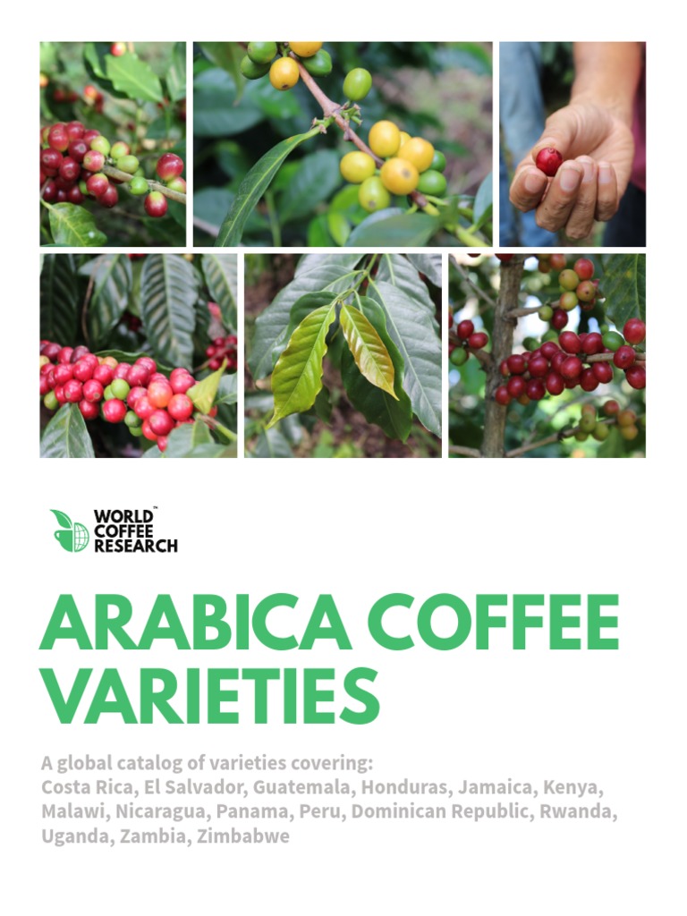 Arabica Coffee Varieties PDF | PDF | Plant Breeding | Hybrid (Biology)