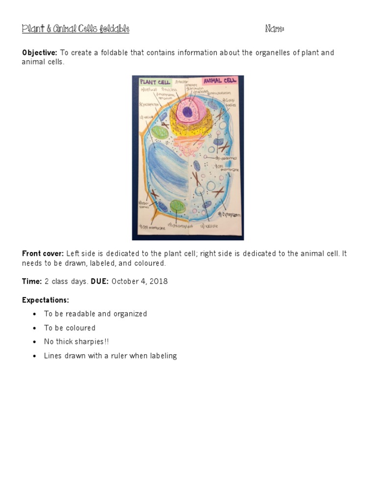 Cell Foldable | PDF | Cell Nucleus | Cell (Biology)