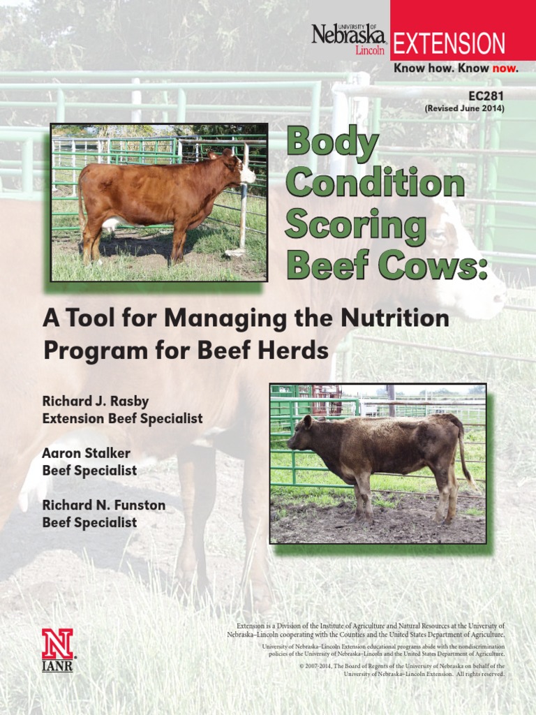 Cattle Body Condition | PDF | Calf | Cattle