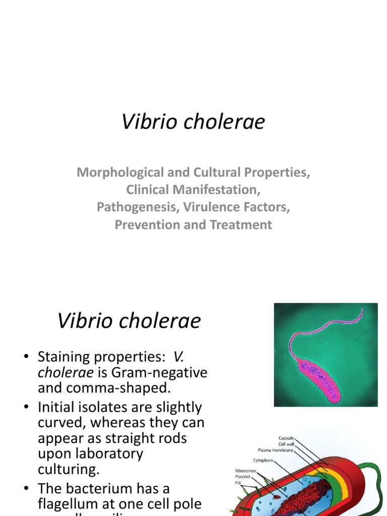 Cholera Bacteria Structure