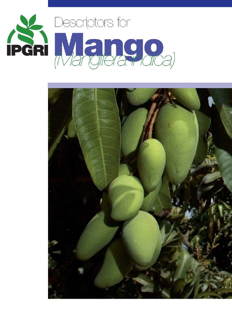 Descriptors For Mango Mangifera Indica L. 107 | PDF | Embryo | Grafting