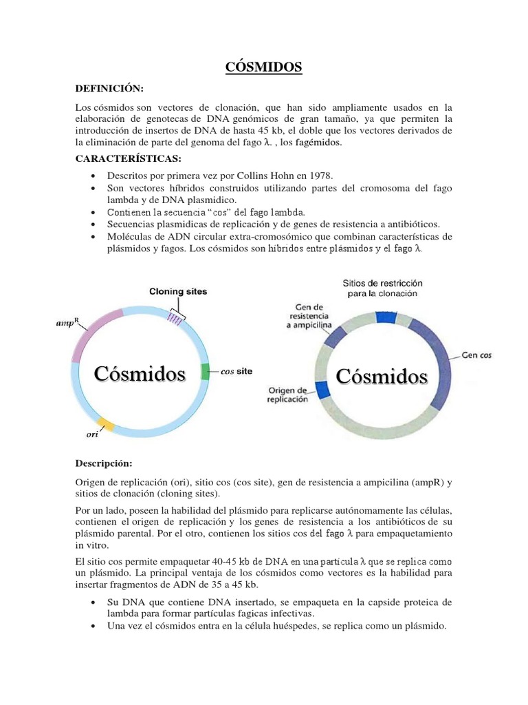 CÓSMIDOS | Plásmido | Biotecnología