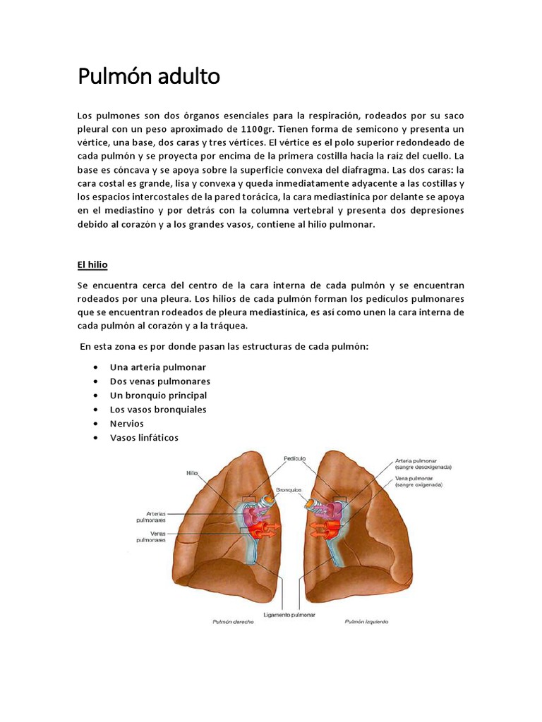 La anatomía y función de los pulmones | PDF | Tórax (anatomía humana ...