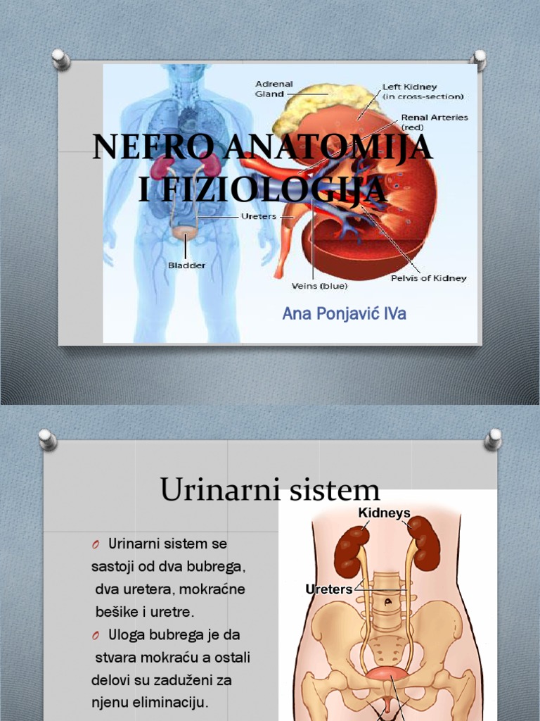 Nefro Anatomija I Fiziologija | PDF