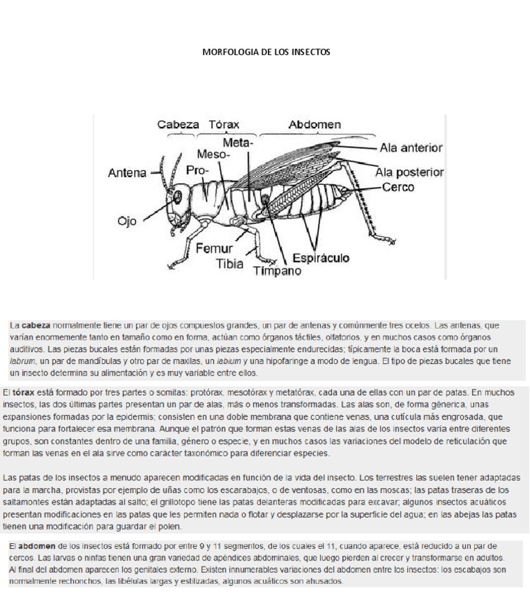 Morfologia de Los Insectos | PDF