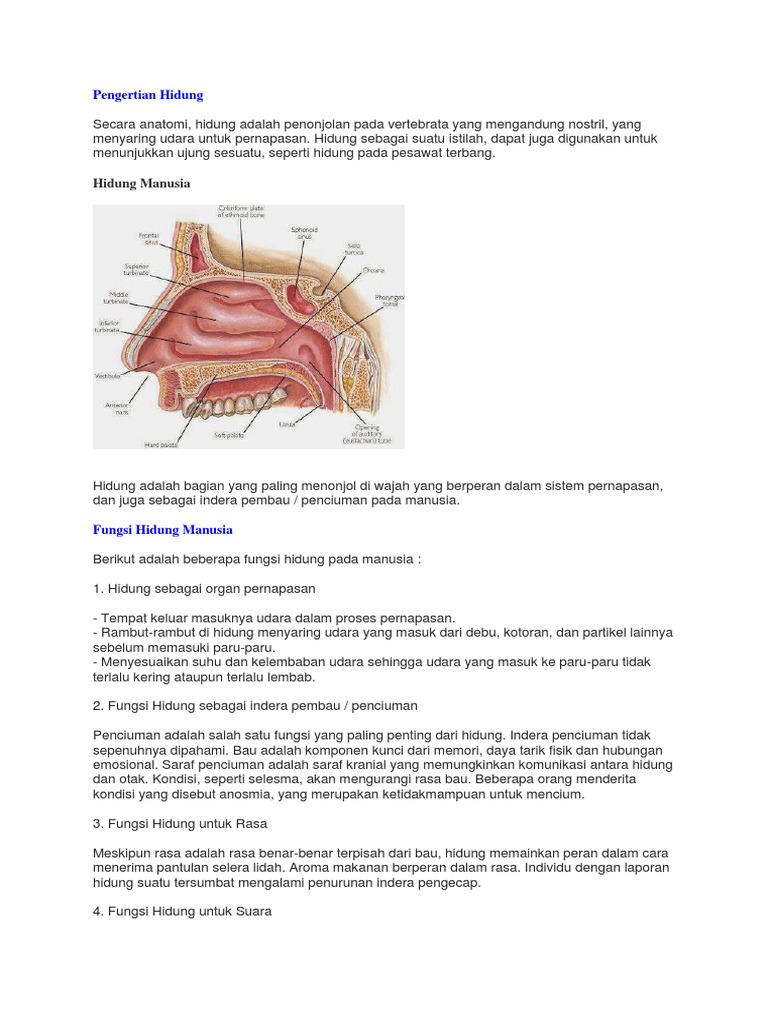 Sistem Penciuman | PDF