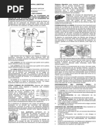 Triptico Del Sistema Excretor | PDF | Sistema urinario | Riñón