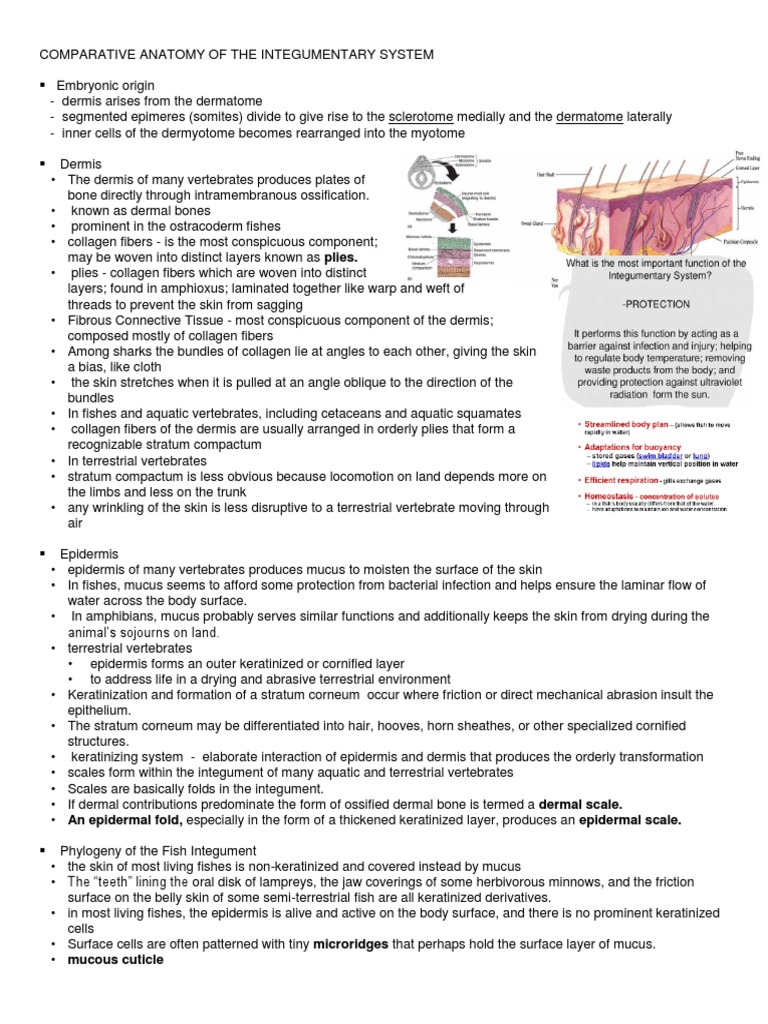 Comparative Anatomy of The Integumentary System | PDF | Skin | Feather