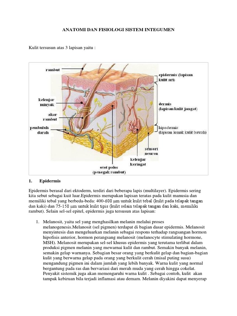 Anatomi Dan Fisiologi Sistem Integumen Pdf