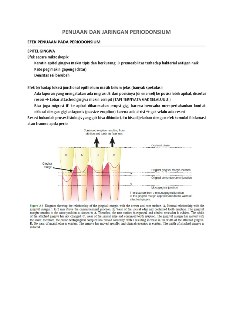 1.1.2 Aging and The Periodontium | PDF