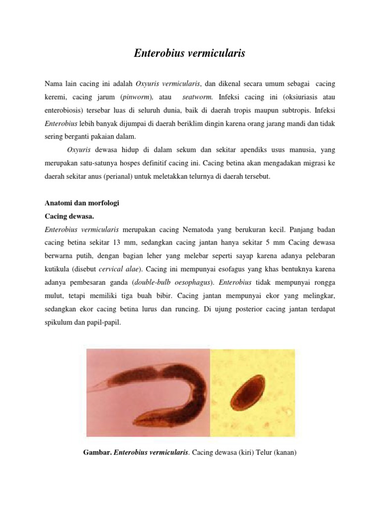 Enterobius Vermicularis Dan Cutaneus Larva Migrans | PDF