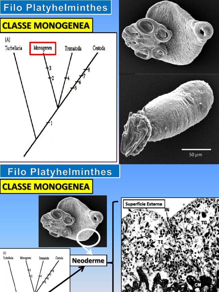 Platyhelminthes Monogenea
