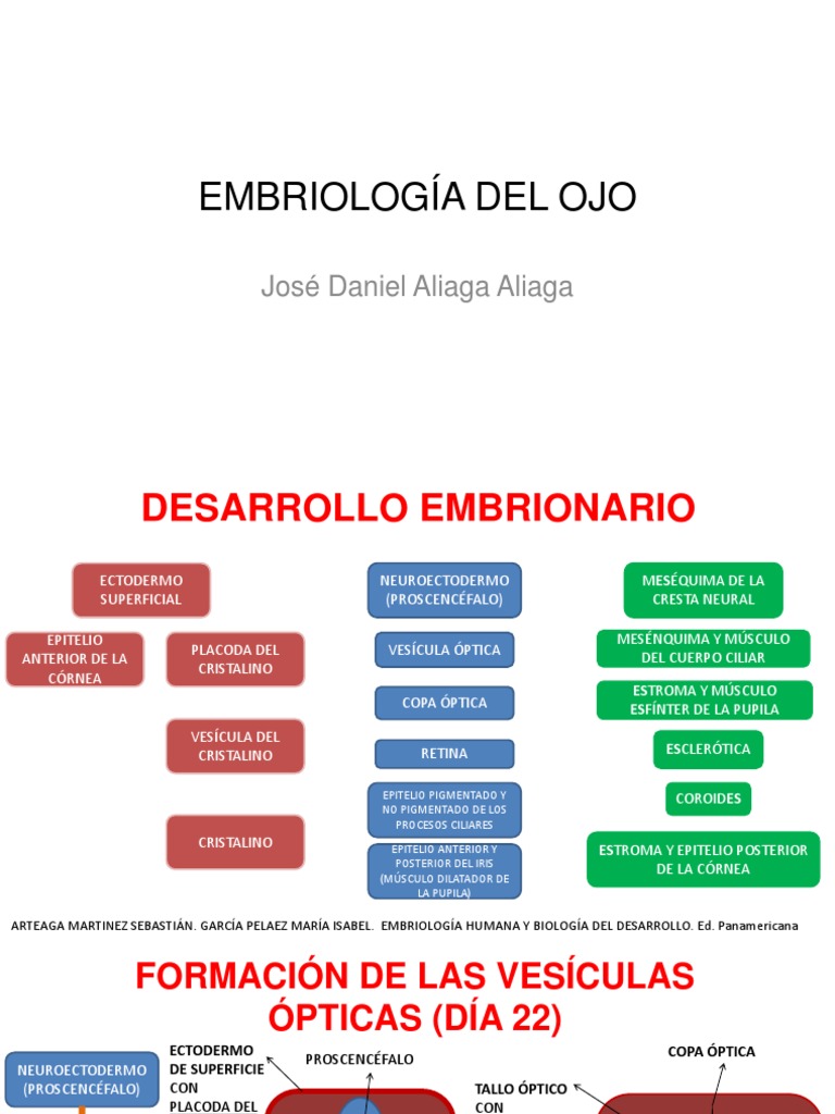 Embriología Del Ojo | PDF | Ojo humano | Retina