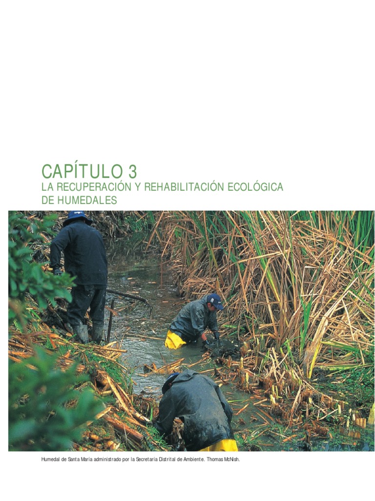 Protocolo de Recuperación de Humedales | PDF | Humedal | Ecosistema