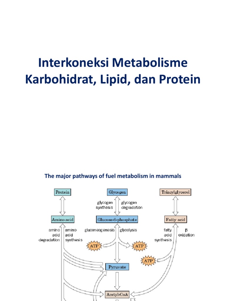 Interkoneksi Metabolisme Karbohidrat, Lipid, Dan Protein | PDF ...