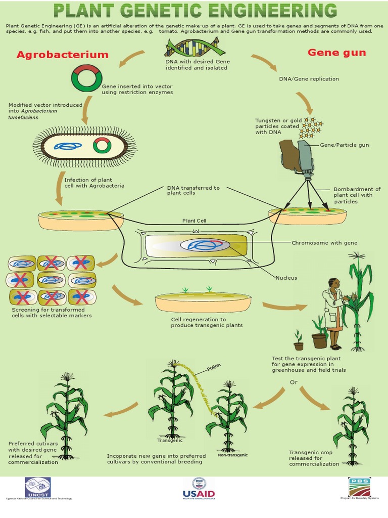 Plant Genetic Engineering | PDF | Genetic Engineering | Life Sciences