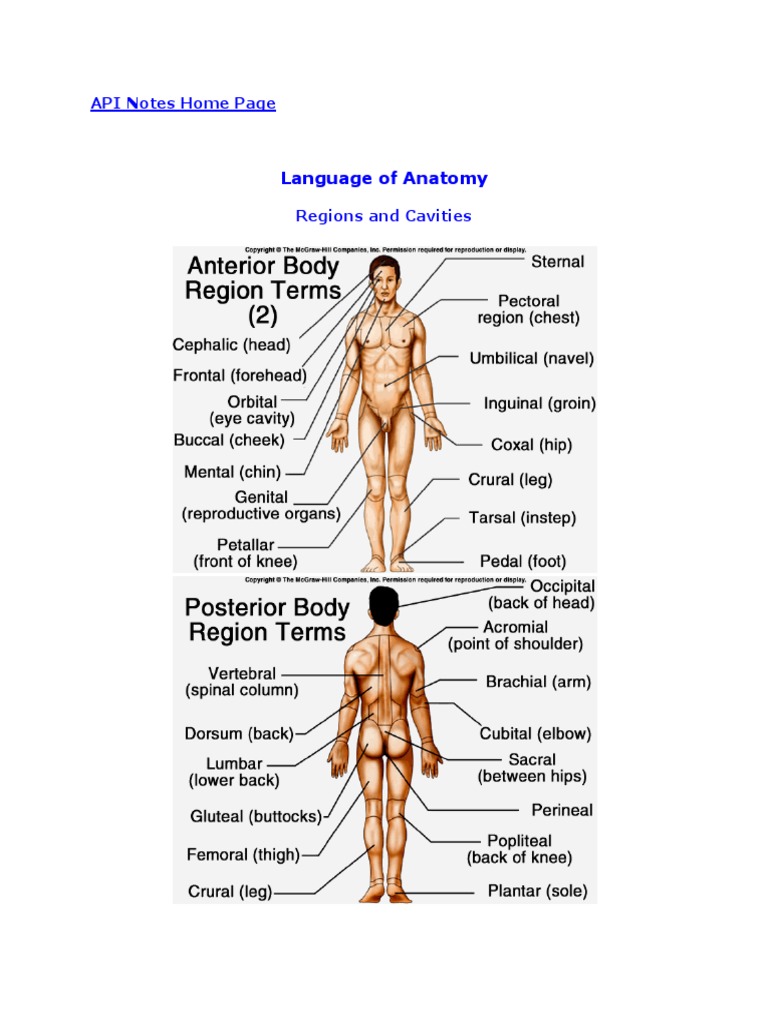 Human Anatomy Regional Terms Guide | PDF