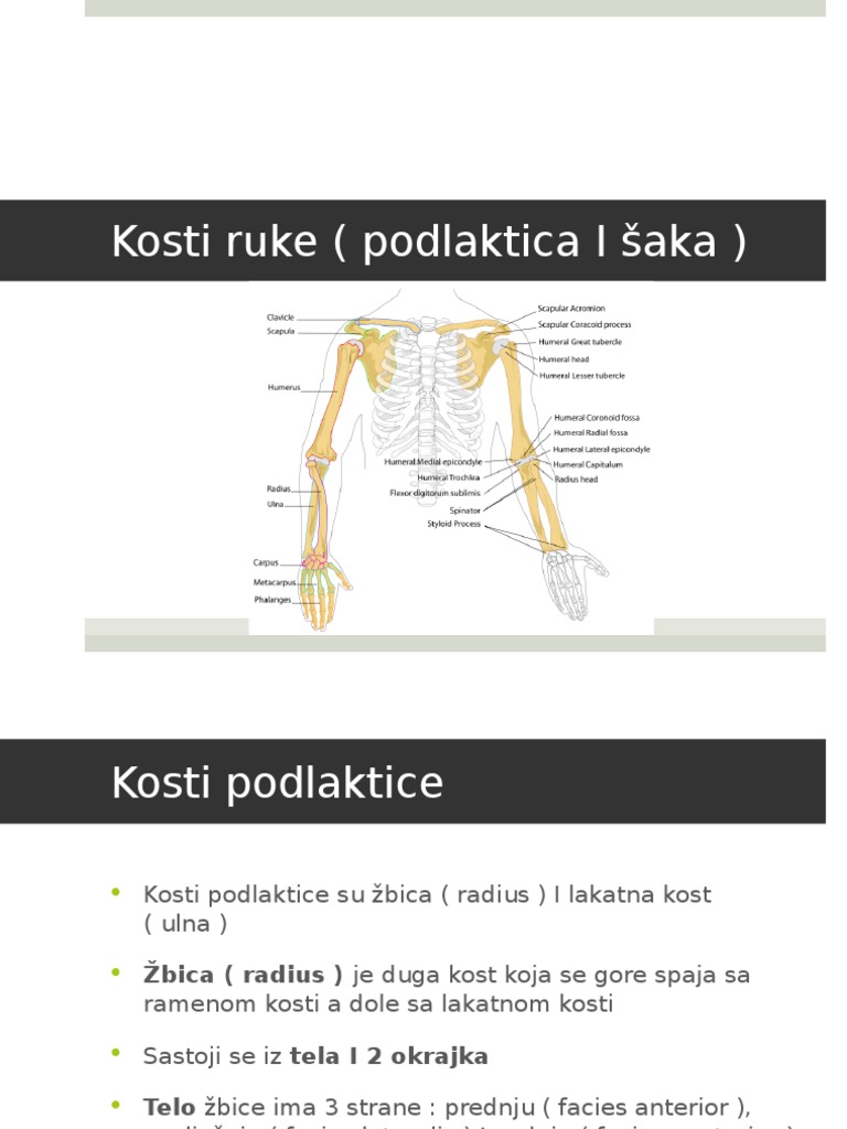Kosti Podlaktice I Sake | PDF