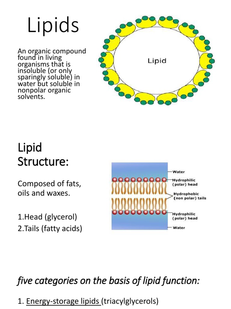 Lipids | Lipid | Fatty Acid