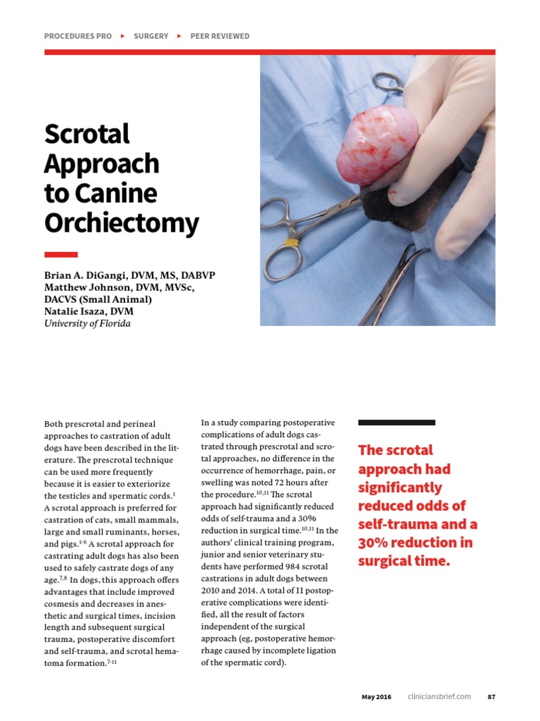 Asna Scrotal Approach To Canine Orchiectomy | PDF | Surgery | Surgical Suture
