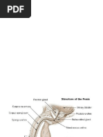 Meatotomy/meatoplasty: Procedure-Specific Information | PDF | Urology ...