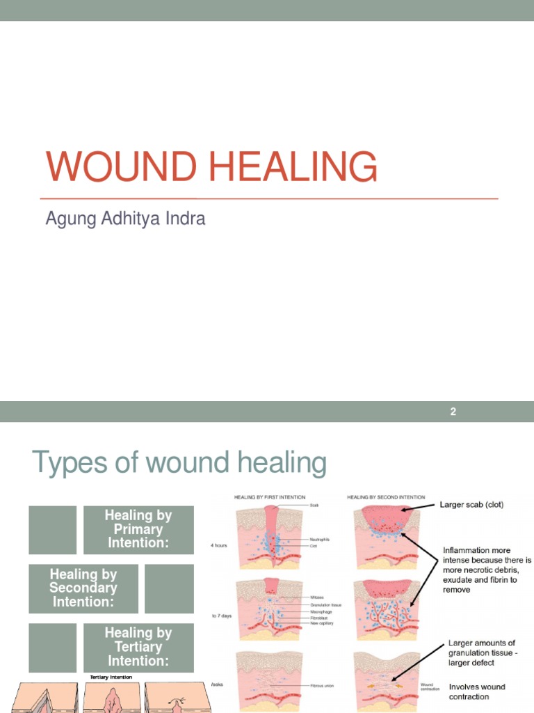 Meatotomy and Wound Care | PDF | Healing | Wound Healing