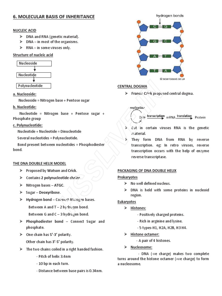 Molecular Inheritance Basics | PDF | Translation (Biology) | Genetic Code