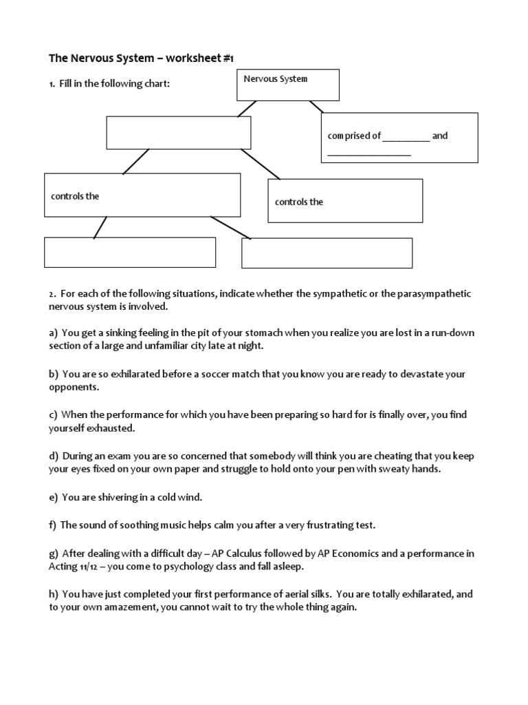 The Nervous System - Worksheet #1 | PDF | Neuron | Axon