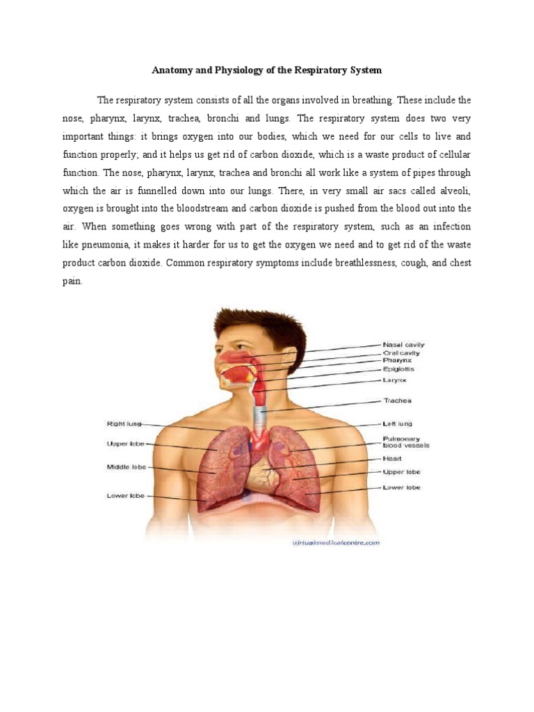 Anatomy and Physiology of the Respiratory System | Respiratory Tract | Lung
