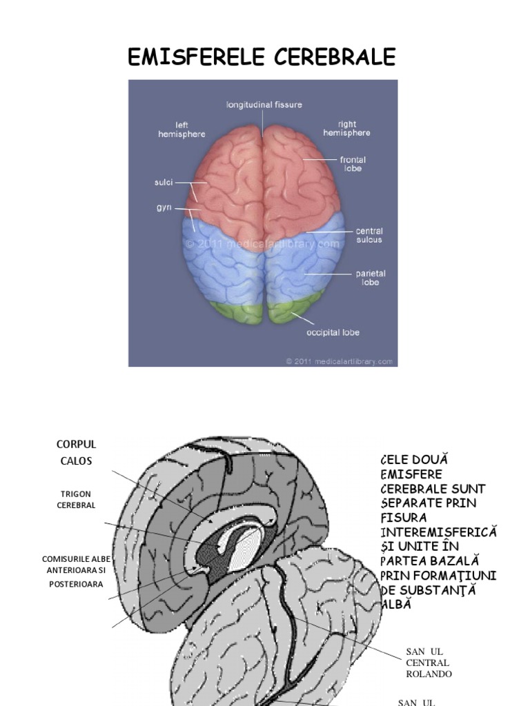 Emisferele Cerebrale PDF | PDF
