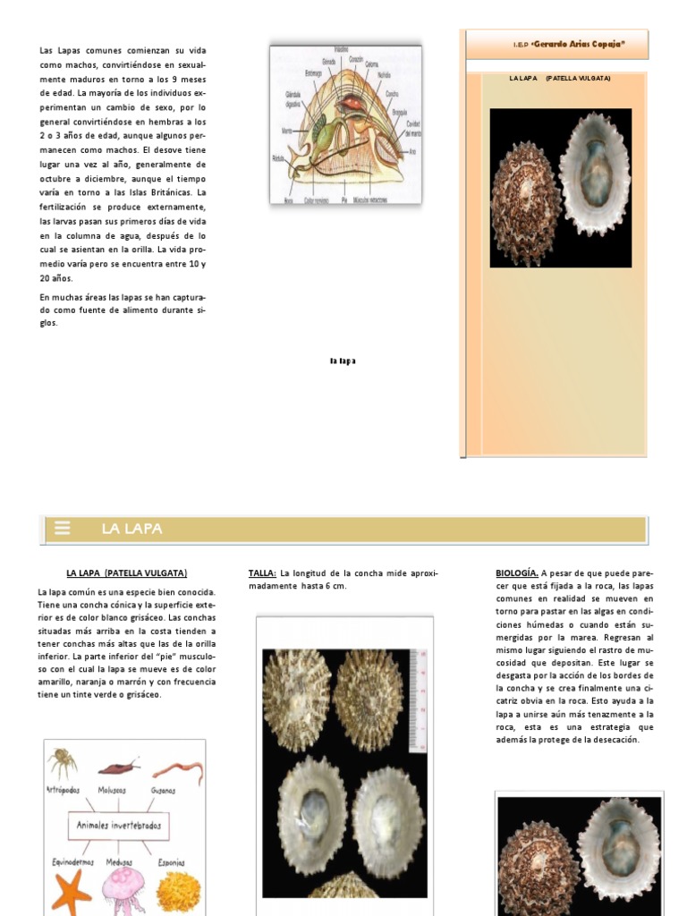 Ciclo de Vida y Biología de la Lapa Común | PDF | Naturaleza