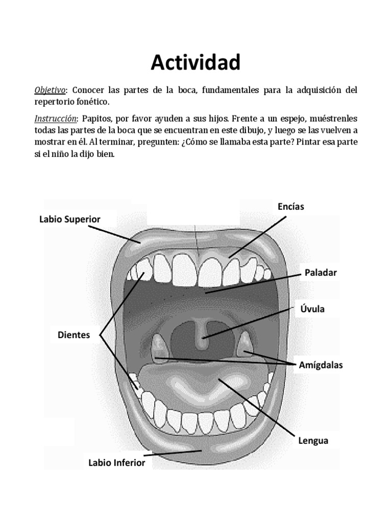 Dibujos De La Boca Y Sus Partes Partes De La Boca Conoce El Nombre De