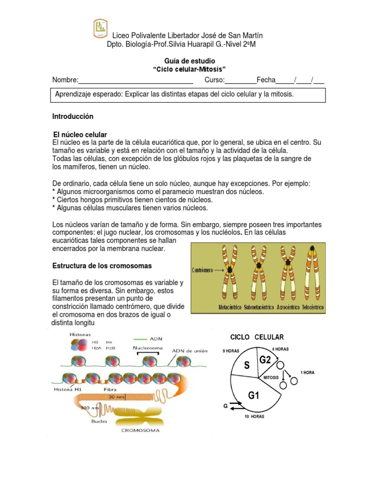 Ciclo Celular y Mitosis: Guía de Estudio | PDF | Mitosis | Cromosoma