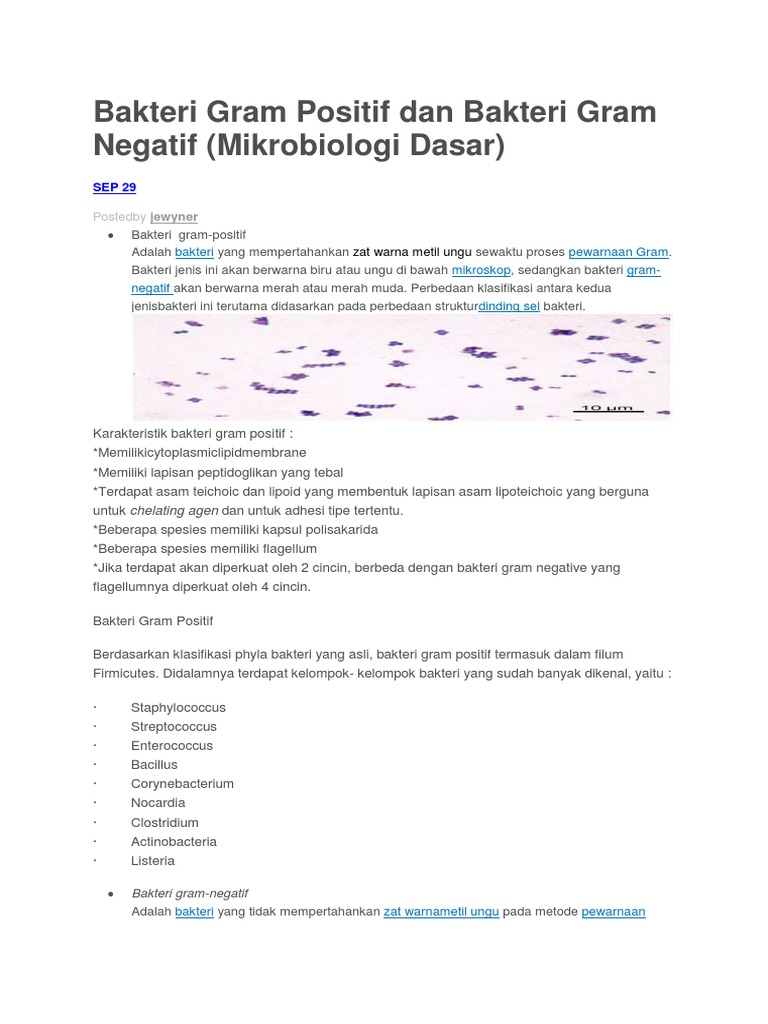 Bakteri Gram Positif Dan Bakteri Gram Negatif | PDF