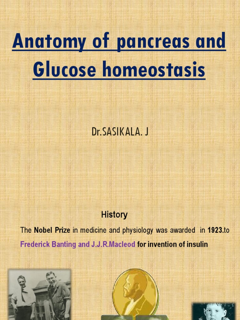 Anatomy of Pancreas and Glucose Homeostasis: DR - Sasikala. J | PDF ...