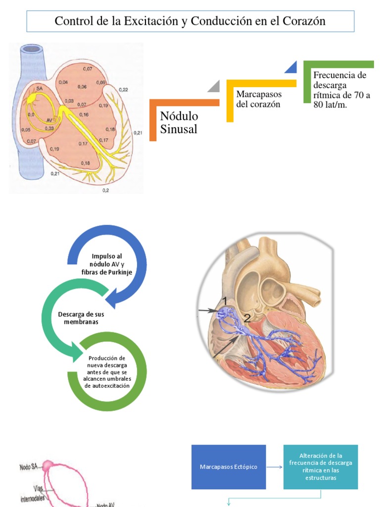 Control de La Excitación y La Conducción Del Corazón | PDF | Corazón ...