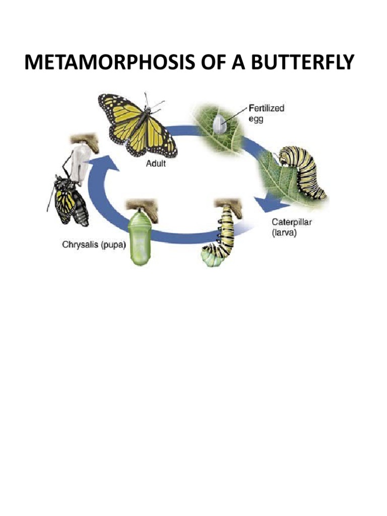 Metamorphosis of A Butterfly | PDF | Menstrual Cycle | Puberty
