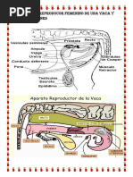 Anatomia y Fisiologia de Aparato Reproductor Del Gallo | PDF | Salud y ...