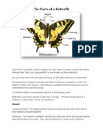 Montessori Butterfly Nomenclature Cards Ages 6 To 9 | PDF | Lepidoptera ...