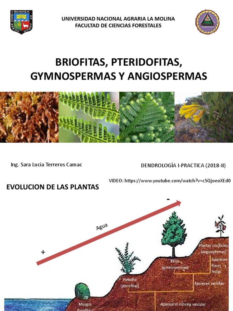 1.Caracteristicas Fundamentales Briofitas, Pteridofitas,, Gymnospermas ...