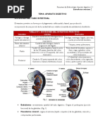 Ángulo de Louis | PDF | Tórax | Anatomía humana