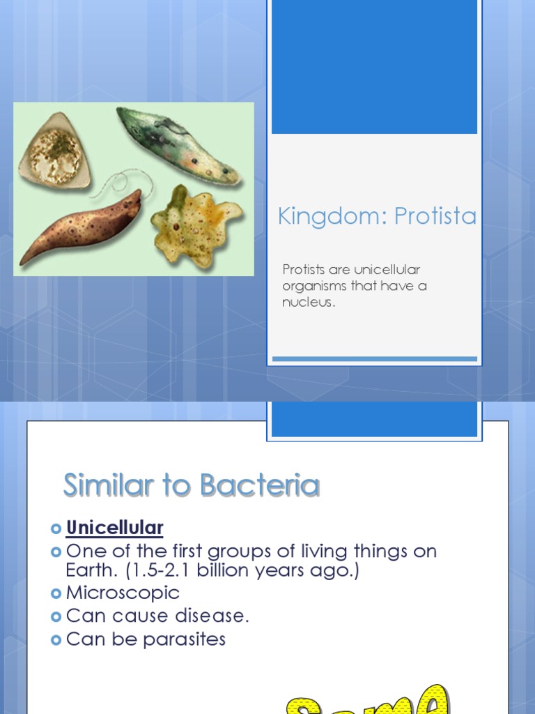 Kingdom Protista | PDF | Protozoa | Algae