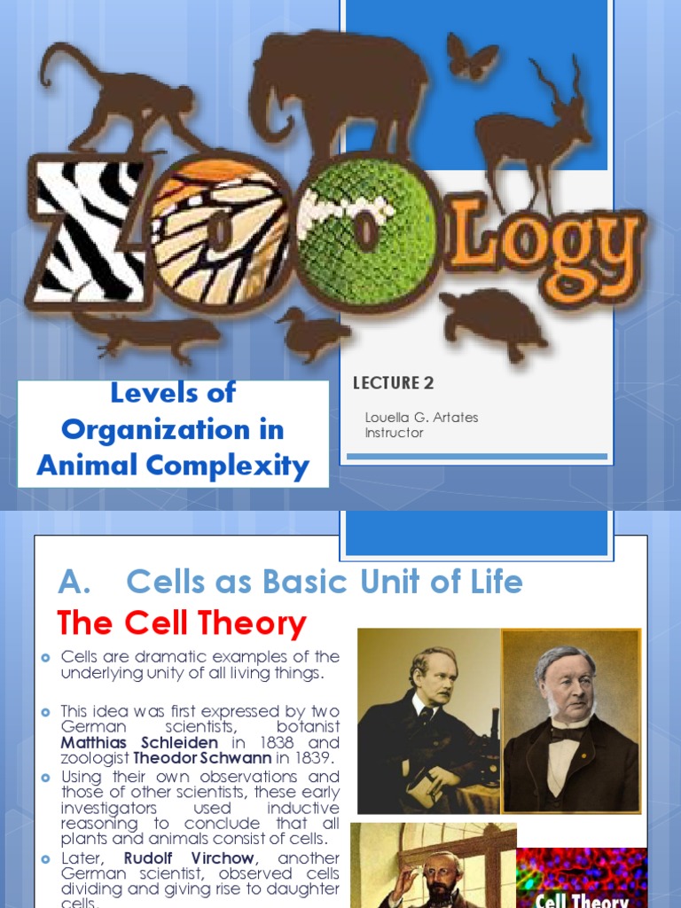 Lecture 2 Levels of Organization in Animal Complexity | PDF ...