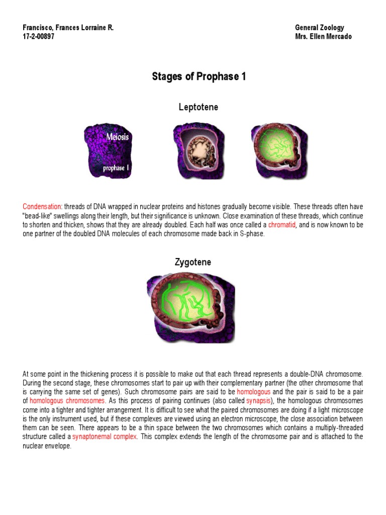Stages of Prophase 1: Leptotene | PDF | Meiosis | Chromosome