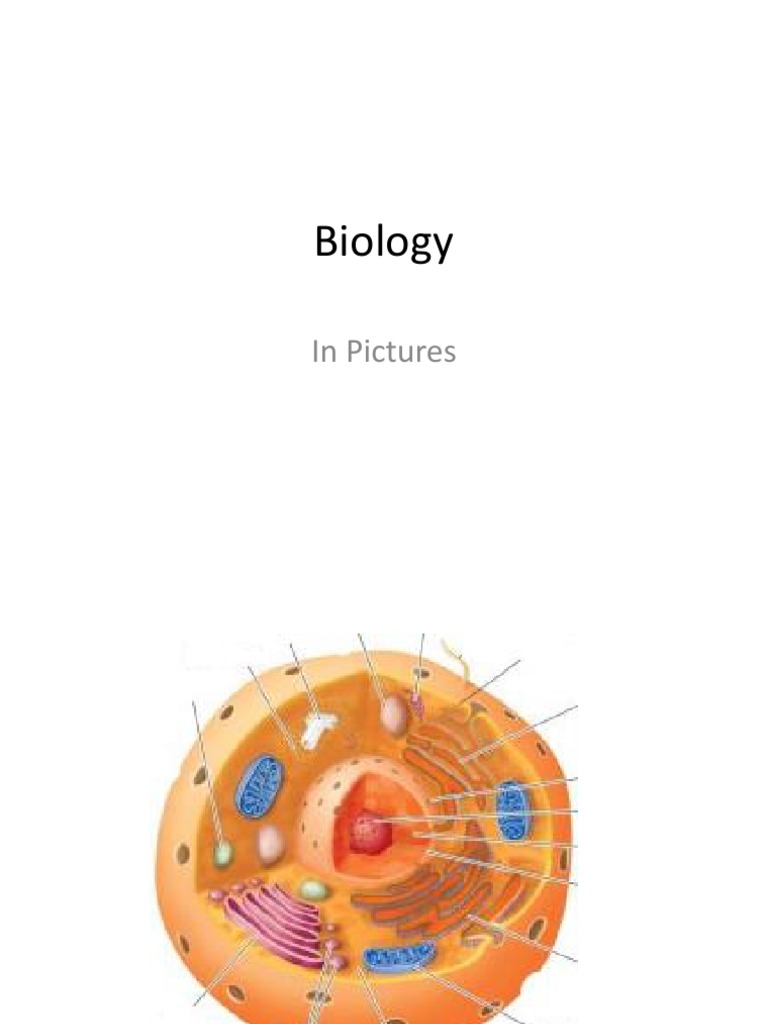 Biology Illustrated in Pictures | PDF