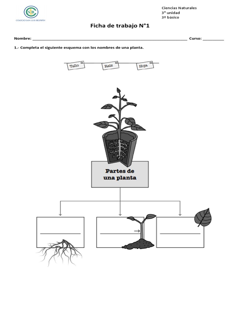 Guia de Trabajo Las Plantas | PDF | Tallo de la planta | Plantas