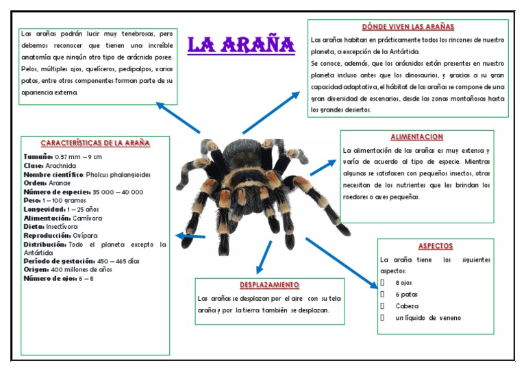 Araña | PDF | Araña | Organismos